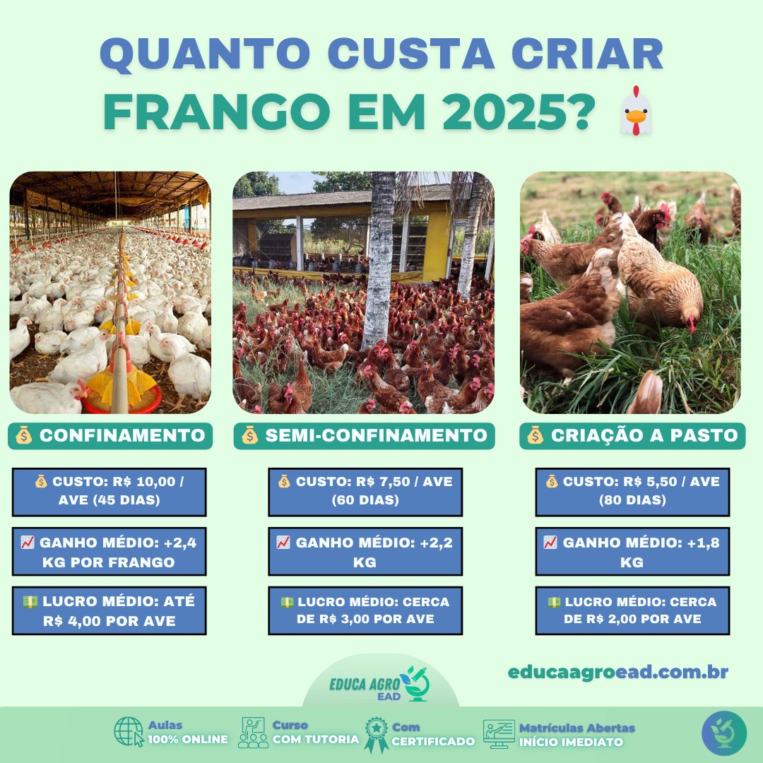🐔 Quanto custa criar frango em 2025: veja qual sistema é mais rentável ...