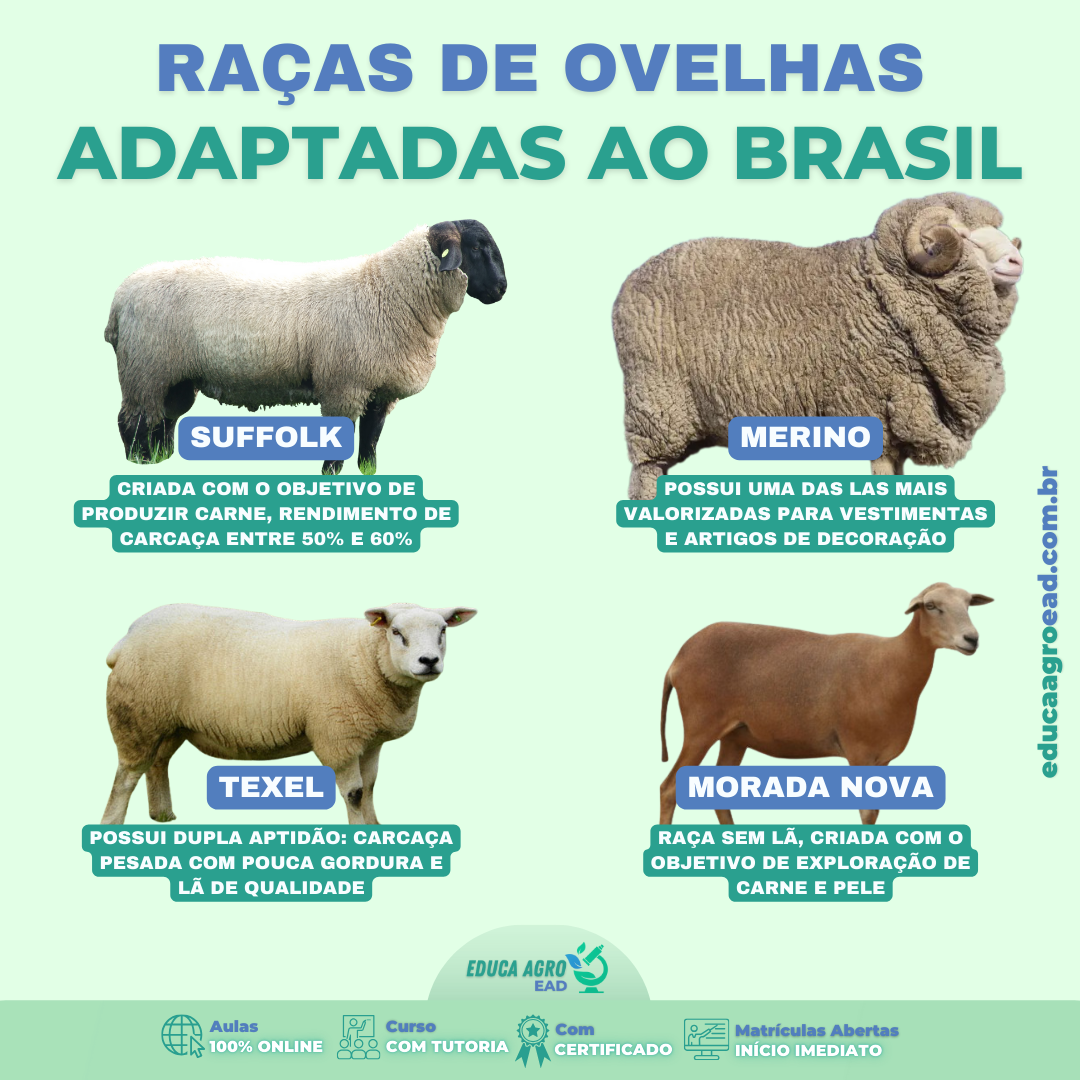 🐏 Raças de Ovelhas Adaptadas ao Brasil: Qual Escolher? - Educa Agro Ead
